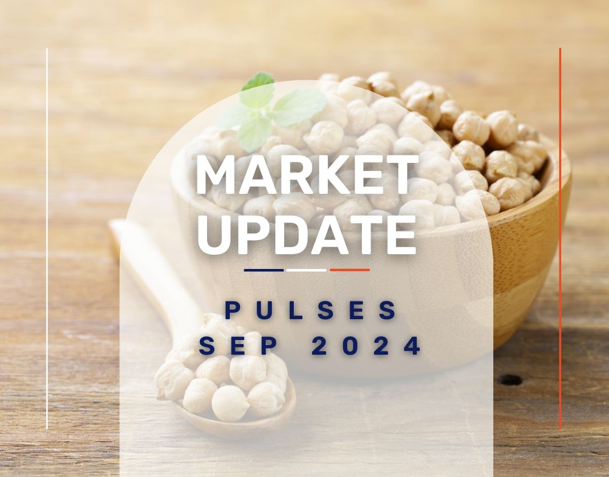 Market Update: Pulses September 2024 | Lupa Foods